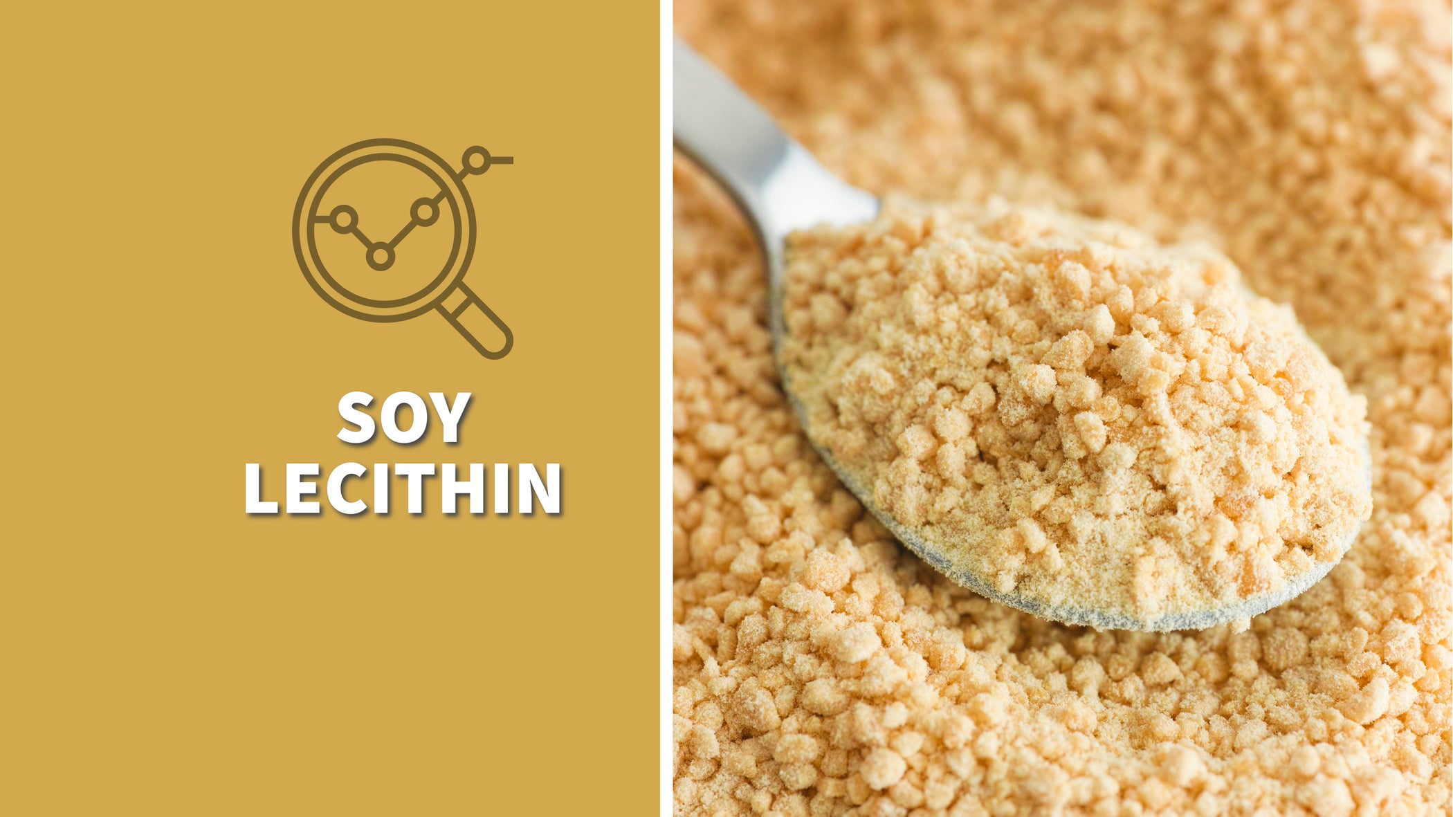 Soy Lecithin: A Nutrition Powerhouse – KG Food Company